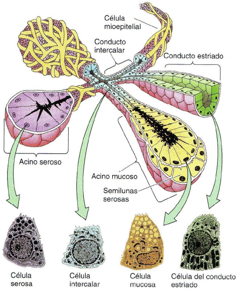 Aula de Histologia - Glândulas Salivares | Estudando Medicina