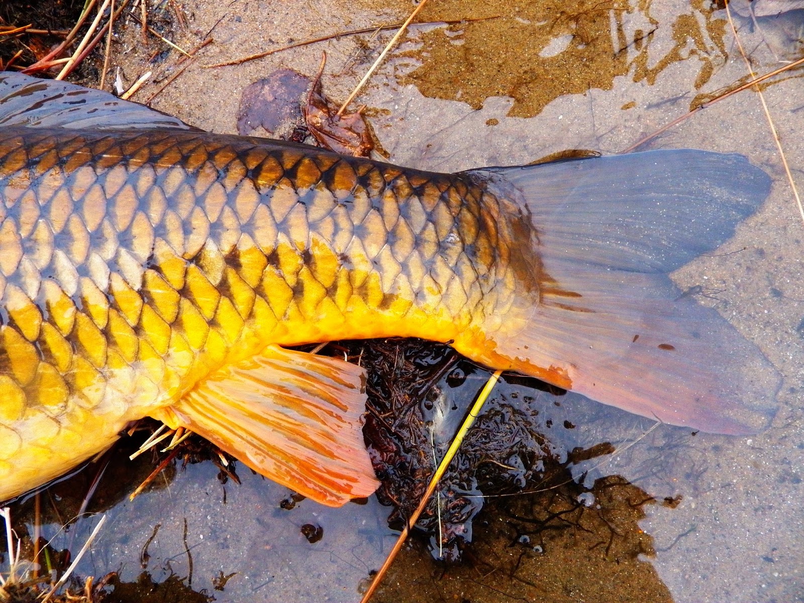 Connecticut Fly Angler: FIRST CARP OF 2015