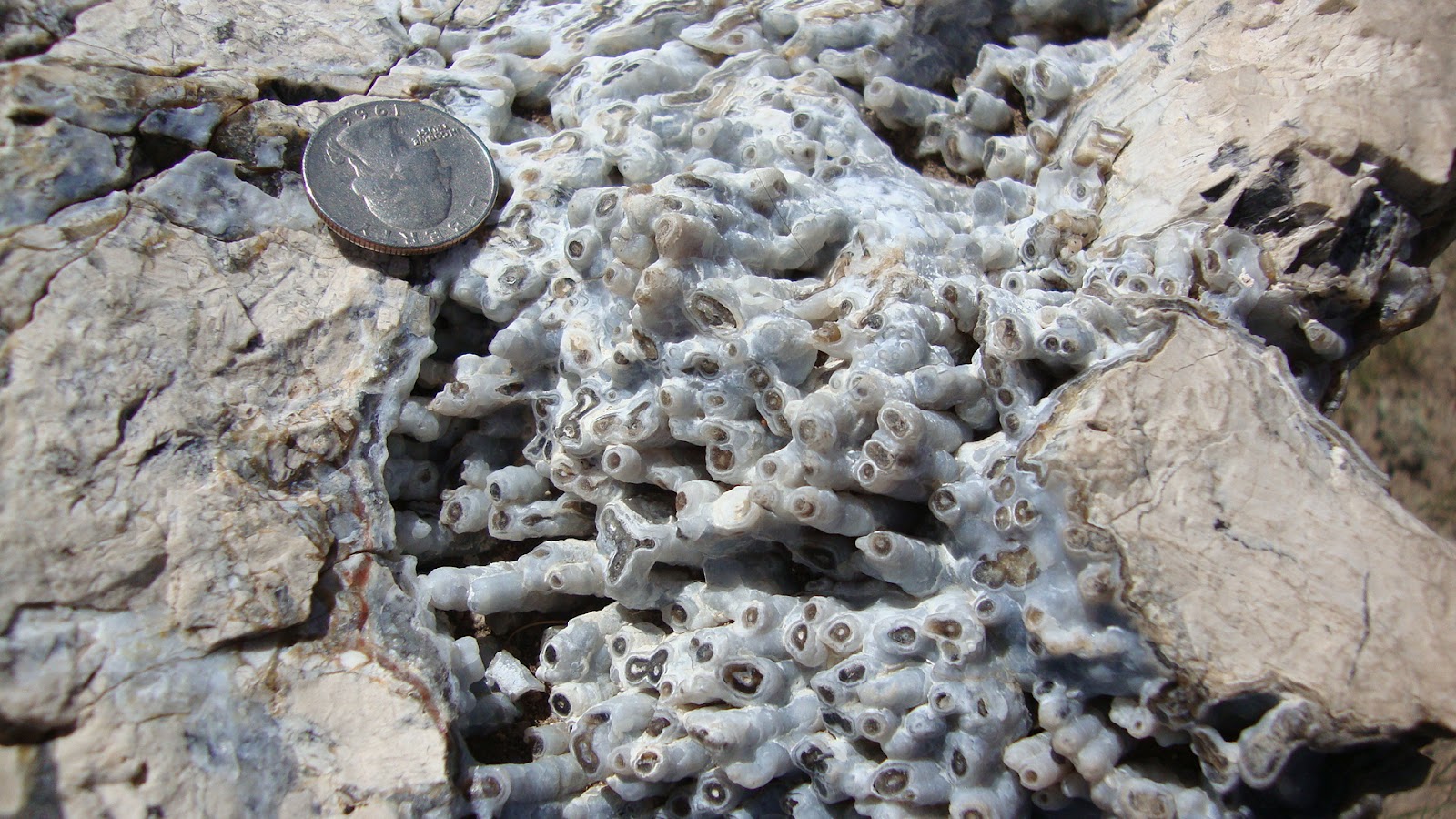 CSMS GEOLOGY POST: PETRIFIED WOOD: WHAT ARE THE STRUCTURES?