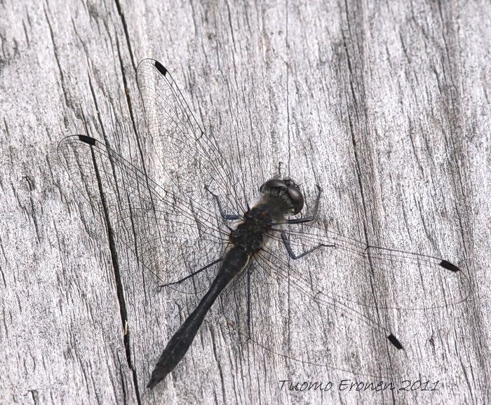 Tuomo's Bird Pics - Finland Wildlife Photography: Hyönteistutkielmia ...