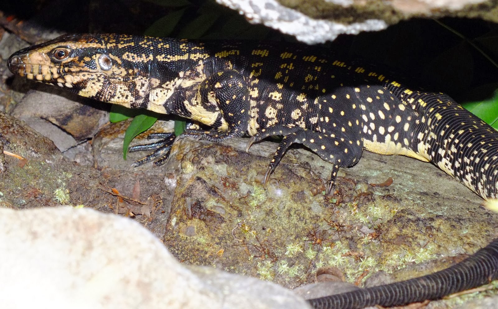 Ludugero desde que me entendo por Ludugero: POEMA DO TEJU-AÇU, por João ...