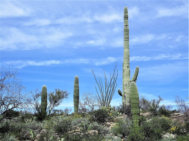 Living Rootless: Tucson, AZ: The List