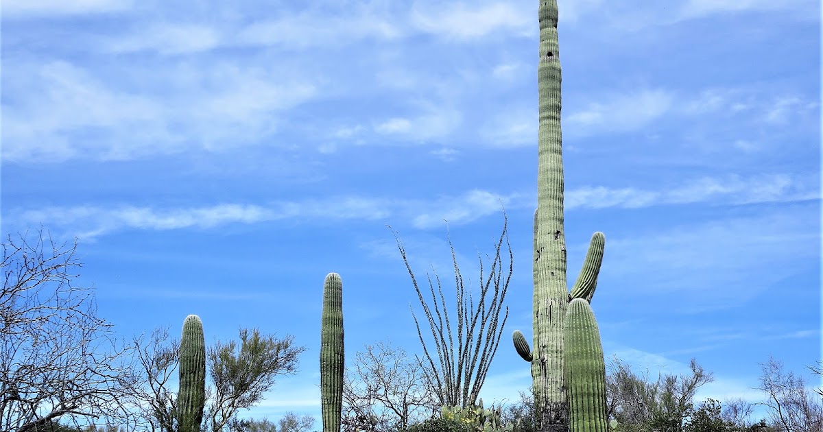 Living Rootless: Tucson, AZ: The List