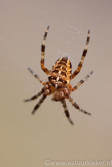 De Kruisspin- Araneus diadematus