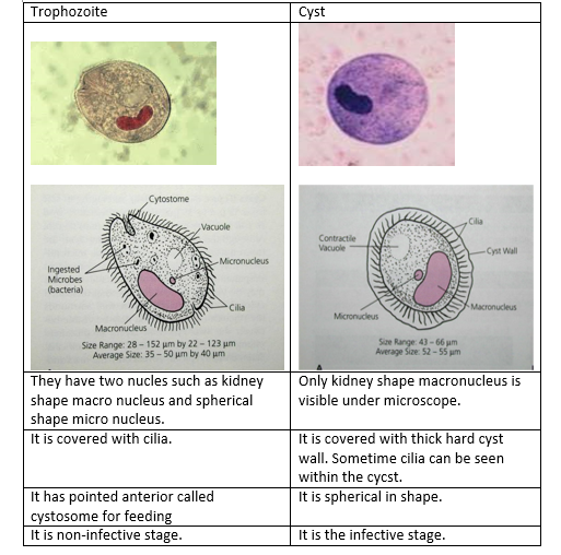 Balantidium Coli Balantidiasis | NaturalGreen