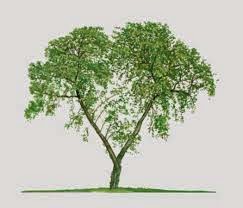 WAJUA KUWA MAJINI NA WACHAWI HUUGOPA MKUNAZI !!!! | TIBA ZA KISSUNA