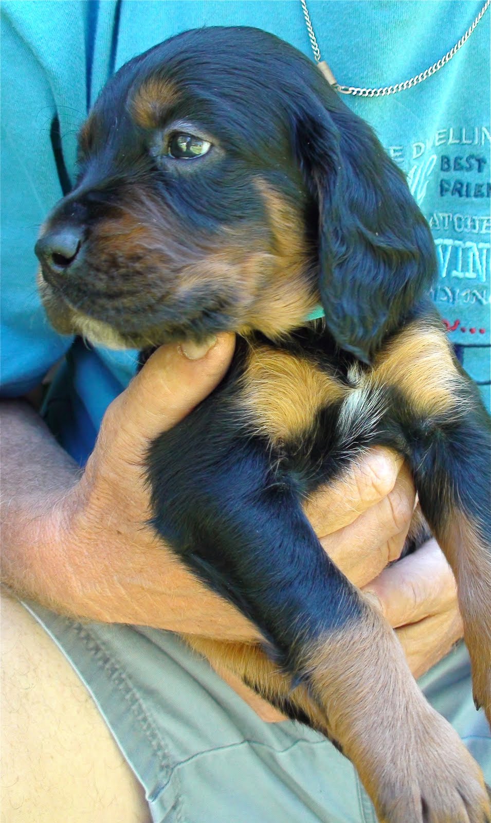 Gordon Setter Crossing: Gordon Setter Puppies - 4 Wks. & 5 Days Old