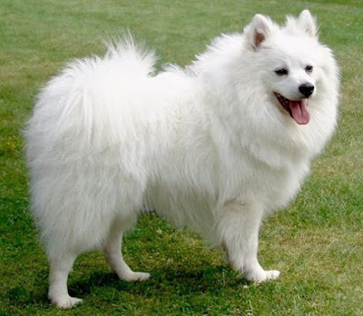 dog side stories: German Spitz Giant ( Γερμανικό Σπιτς μεγάλο )