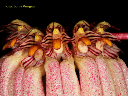 Grupo Orquideófilo del Norte Santafesino: Bulbophyllum roxburghii