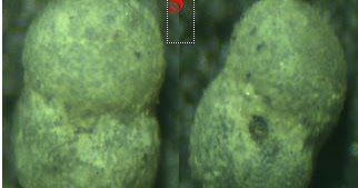 GEOARC2011: Sphaeroidinella subdehiscen