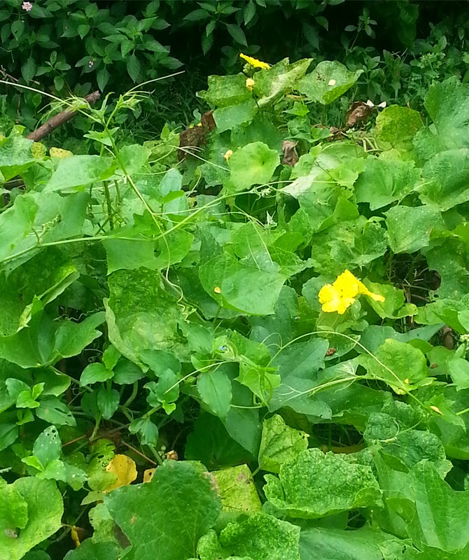 Nenua Ke Phool Ke Pakode