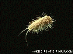 e-med: microbiologia basica
