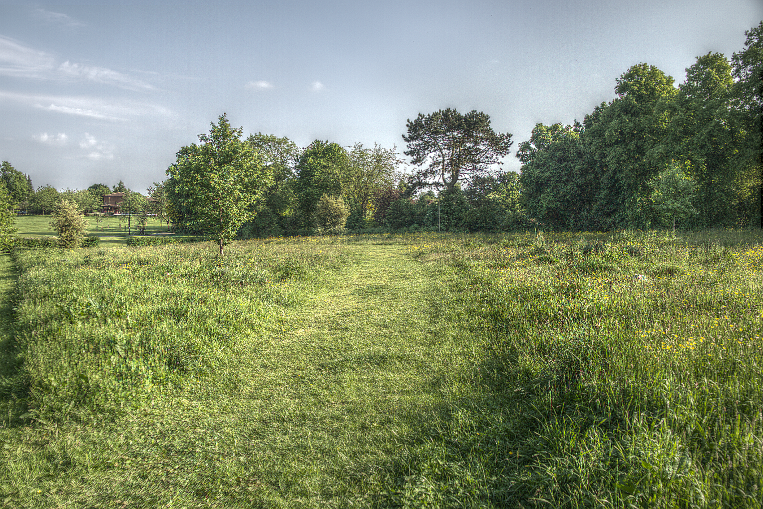 Learn.Draw.BIRD.: 30 Days Wild | Day 5 - stroll in the sunshine