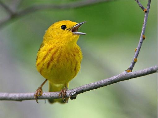 Nature You Should Know with Mojo: All About Animal Communication