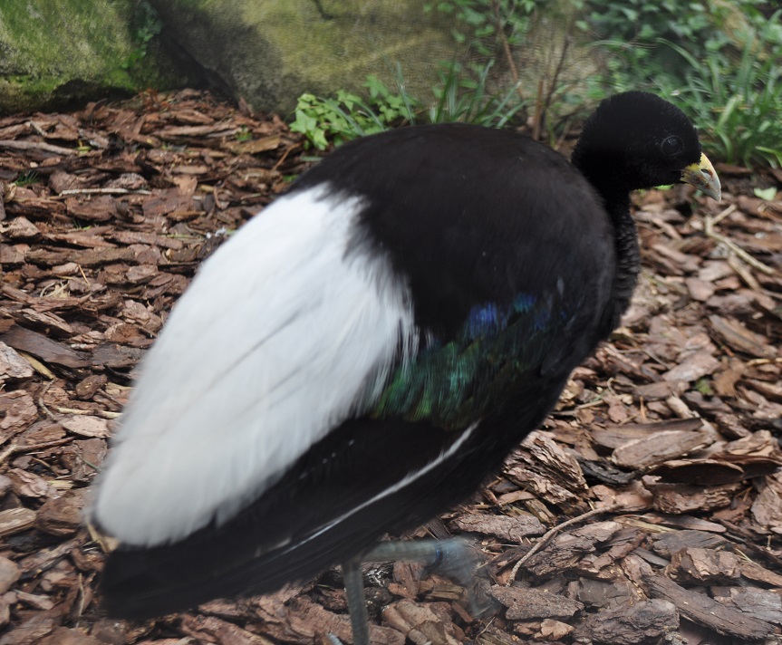 ZOOTOGRAFIANDO (6.100 ANIMALS): TROMPETERO ALIBLANCO / WHITE-WINGED ...
