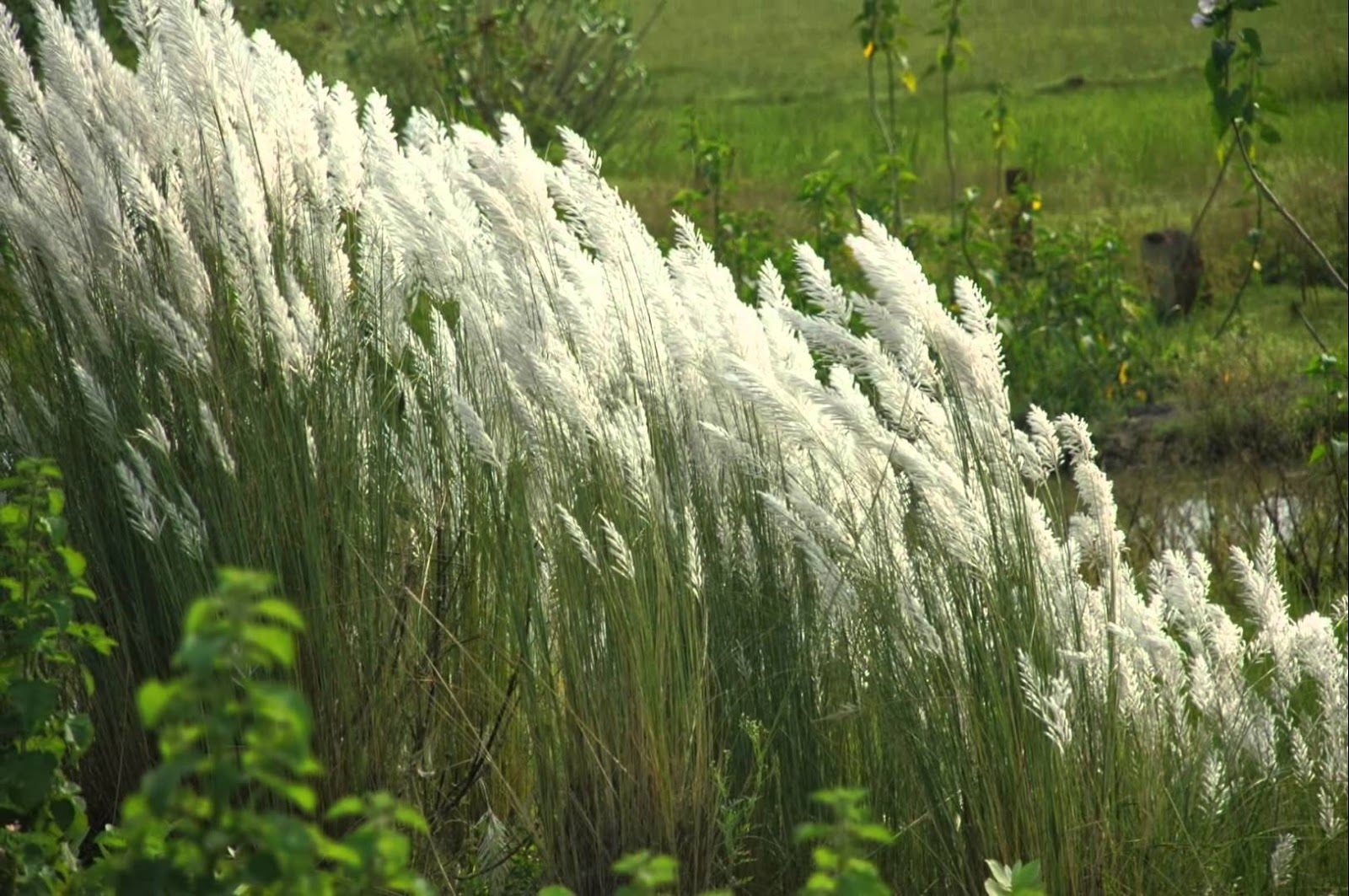 shiatoshi: Kash phool/ Kans grass: Plant Description and Its uses