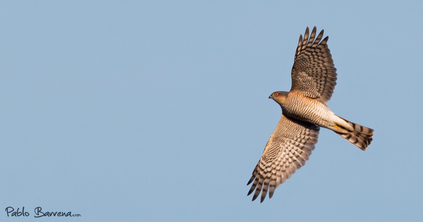 Guía Fotográfica de Aves: Gavilán común - Accipiter nissus - Sparrowhawk