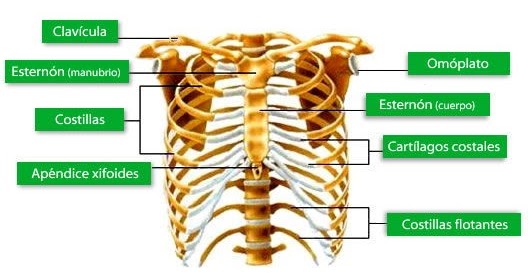EL SISTEMA ÓSEO: Huesos del Tronco