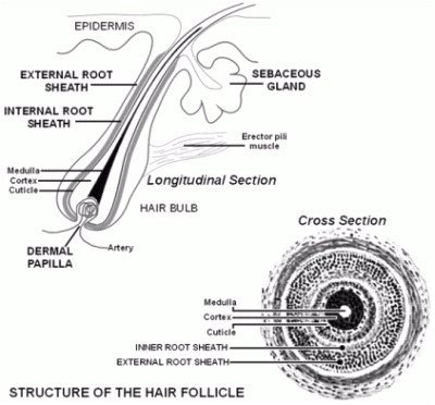Forensics: Forensics Project Part II: Hair and Fiber Analysis