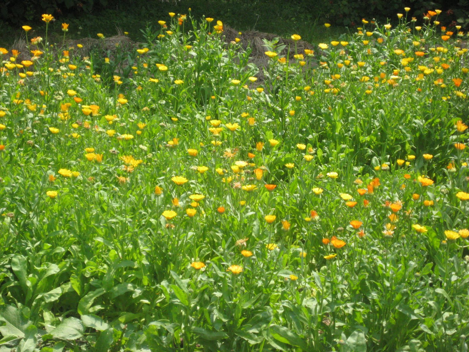 Meadow Muffin Gardens: Farmer's Almanac's Planting Calendar