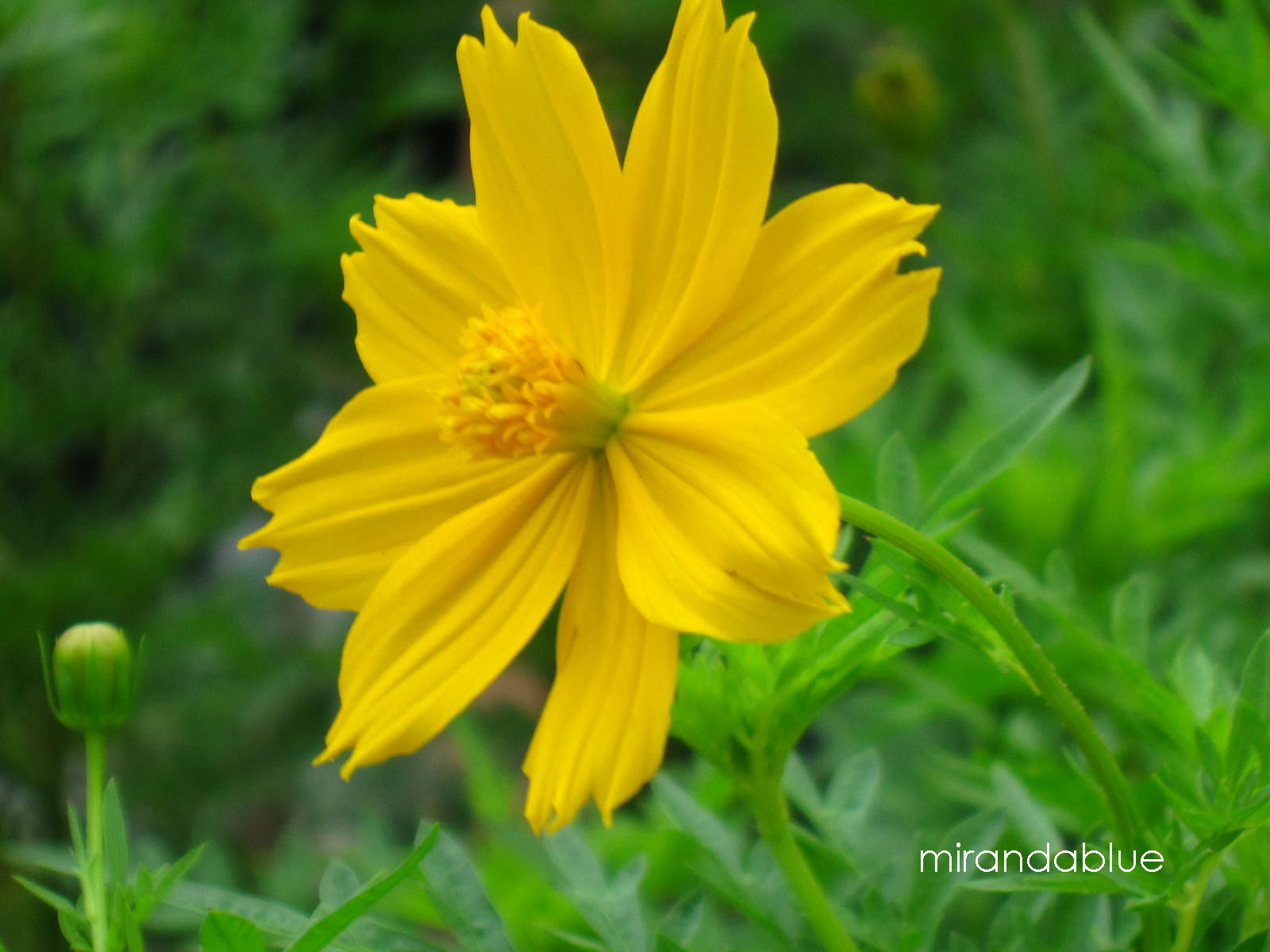 Live in the Moment: Yellow Cosmos
