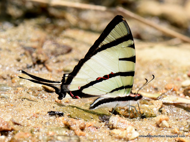 The Forested Path (and Beyond): BUTTERFLIES of RAUB: The Fourbar ...