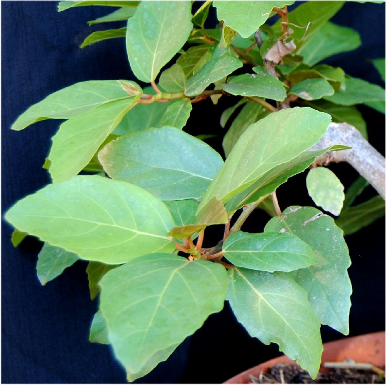 LENNARD'S BONSAI BEGINNINGS.: Ficus sur - lots of potential!