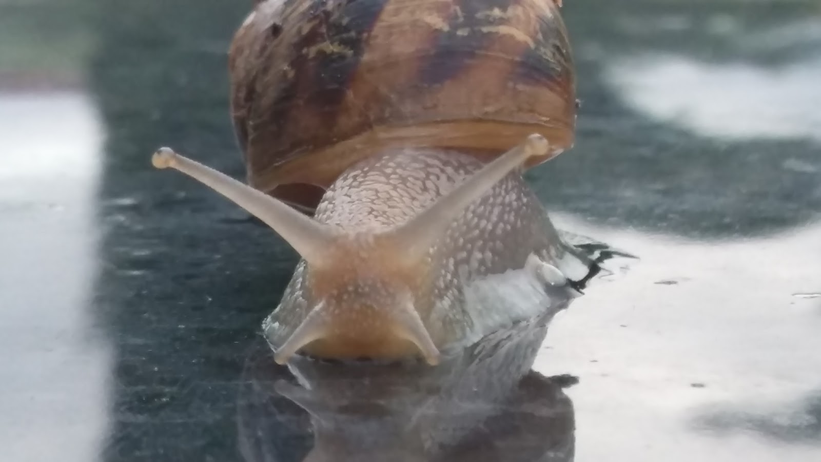 PENSIERI DI UNA MENTE RITROVATA: La lumaca è un grande maestro zen