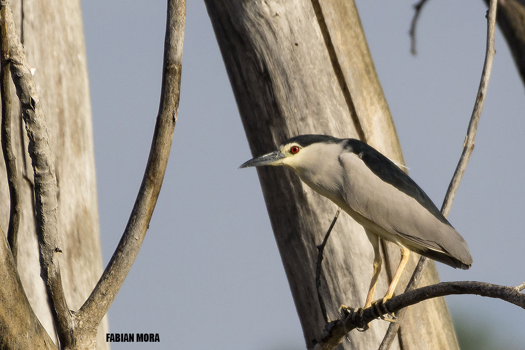 FOTO DE NATURALEZA FABIAN - MORA: Martinete común (Nycticorax nycticorax)