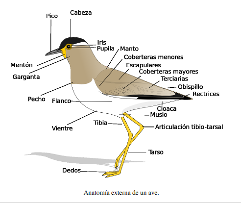 AVE: Anatomía y fisiología