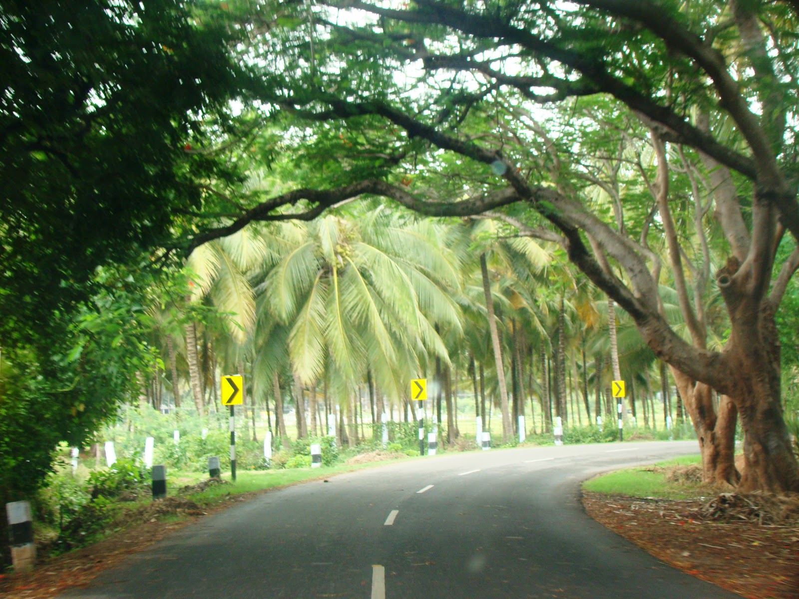 Valparai-TopSlip Trip: Pollachi to Valparai