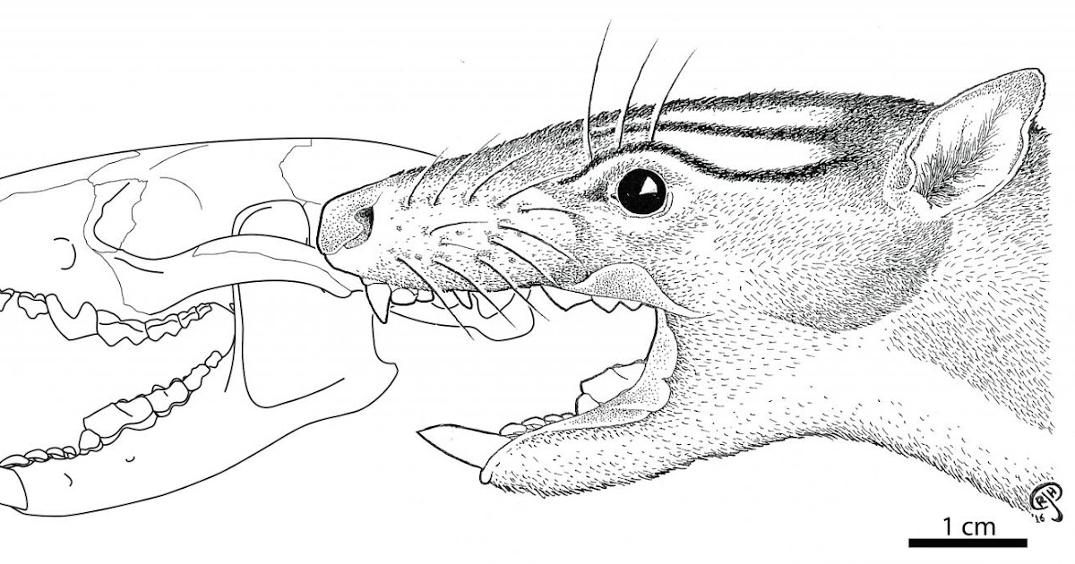 Three new species of extinct South American marsupials discovered ...