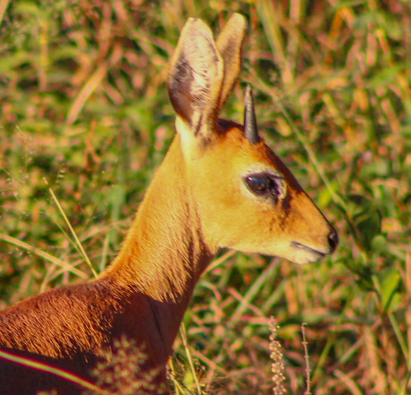 Cannundrums: Steenbok
