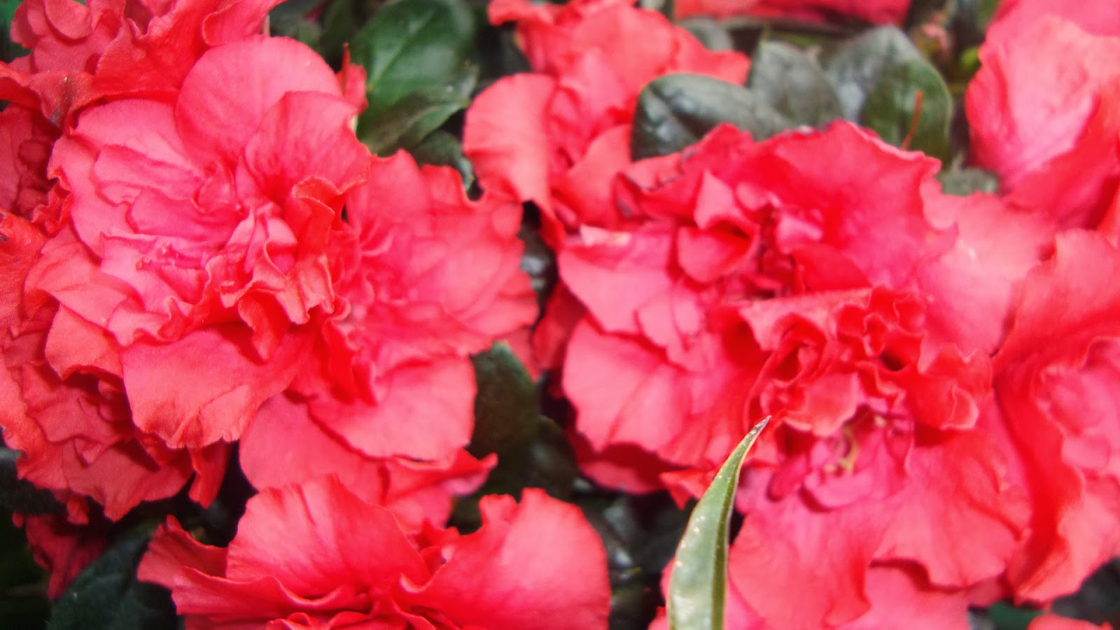 AZALEA ( Rhododendron Indicumx ) - El Jardín de Elbe