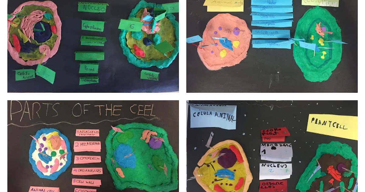 COLE SAN MIGUEL 6º PRIMARIA: Project: PARTS OF THE CELL