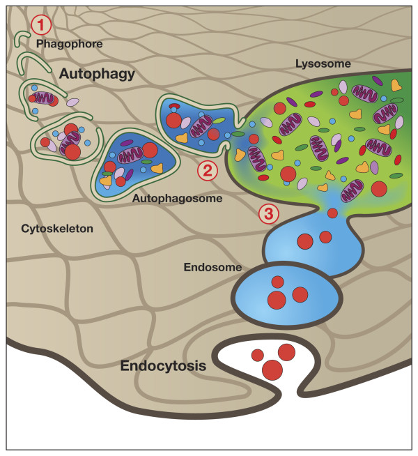 LECTIA DE ANATOMIE A DOCTORULUI POPA: octombrie 2016