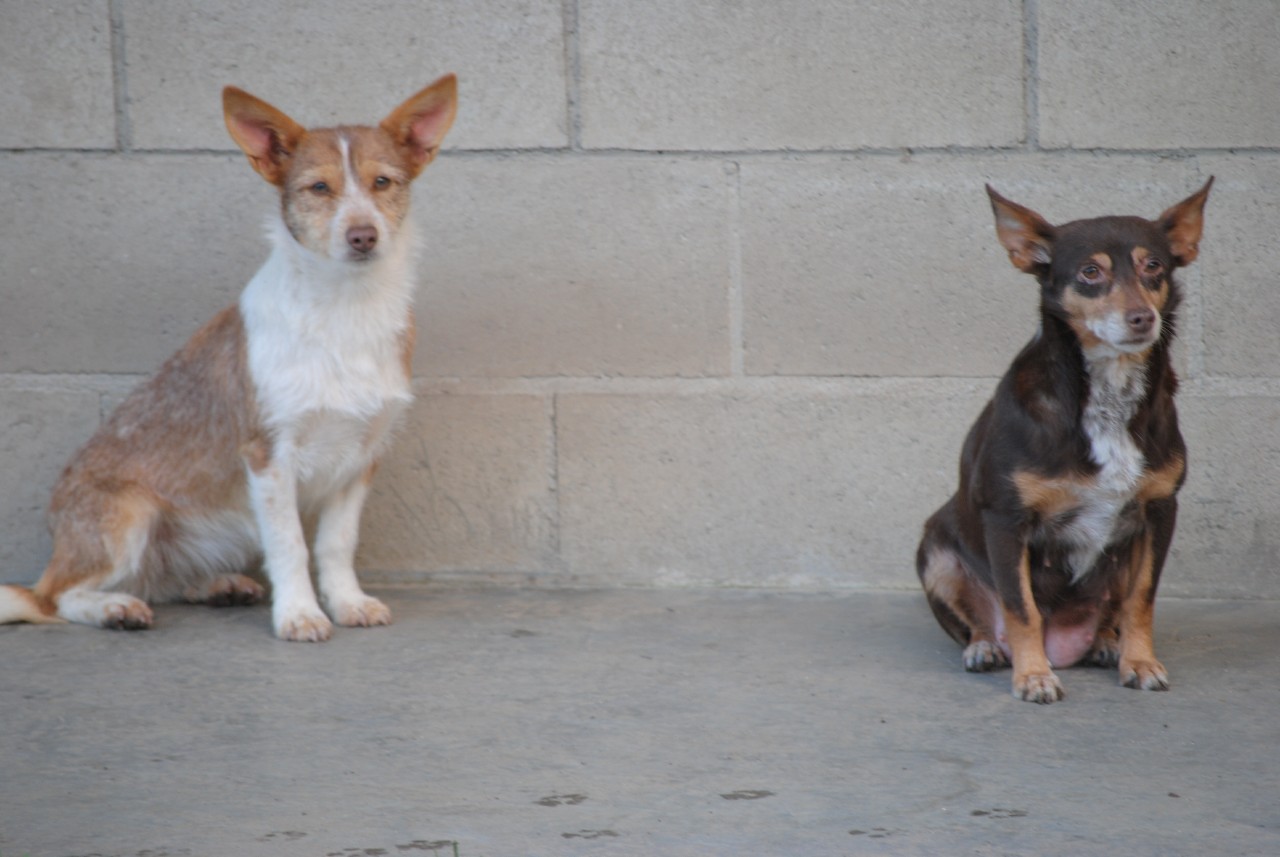 NUNCAJAMAS COCKER: UN LEGADO CELTA: EL PERRO GUICHO O QUISQUELO ...