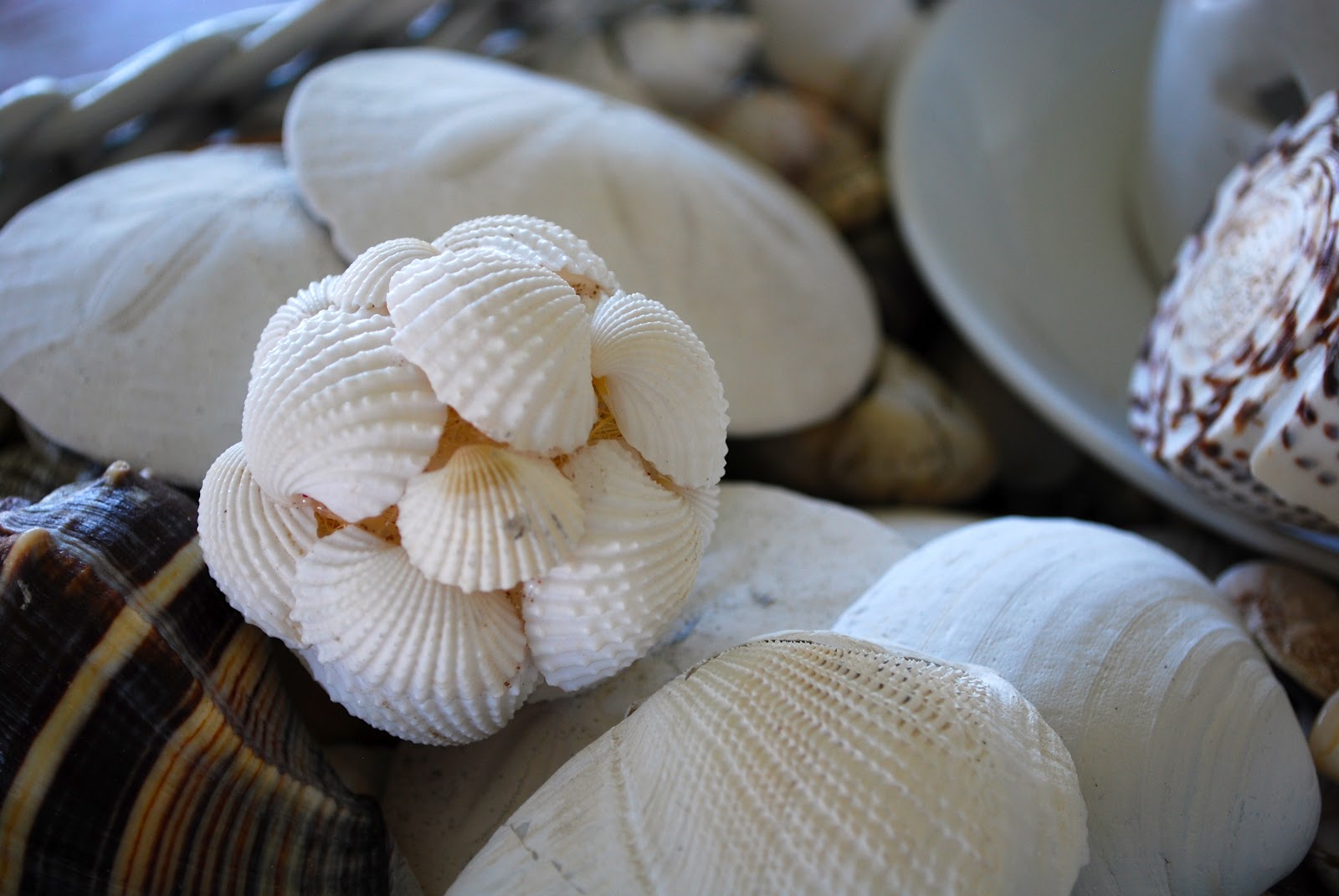 Wanderlust Traveler: Pacific Beach, Washington (Lodging, Dining, and ...