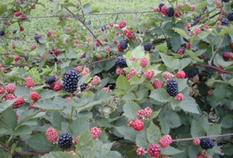 *FAZENDA VALE BLACK RED AND BLUE BERRIES*: BLACK BERRY ( Blackberry ...