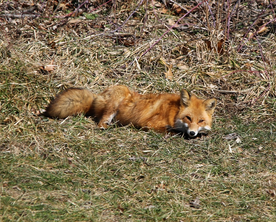 Ohio Birds and Biodiversity: Red Fox, lazing in the sun