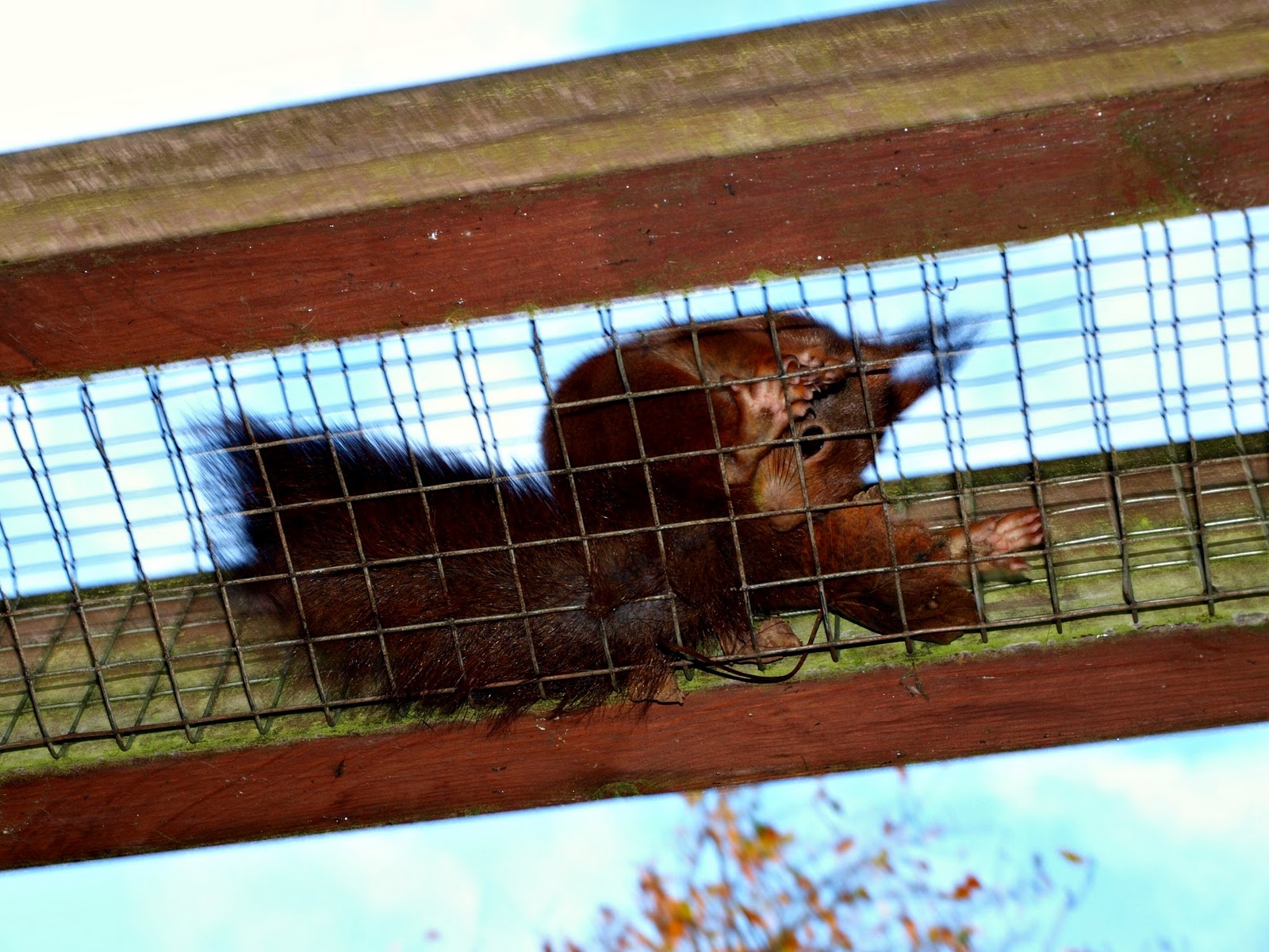 Mark's Veg Plot: Walton Gardens