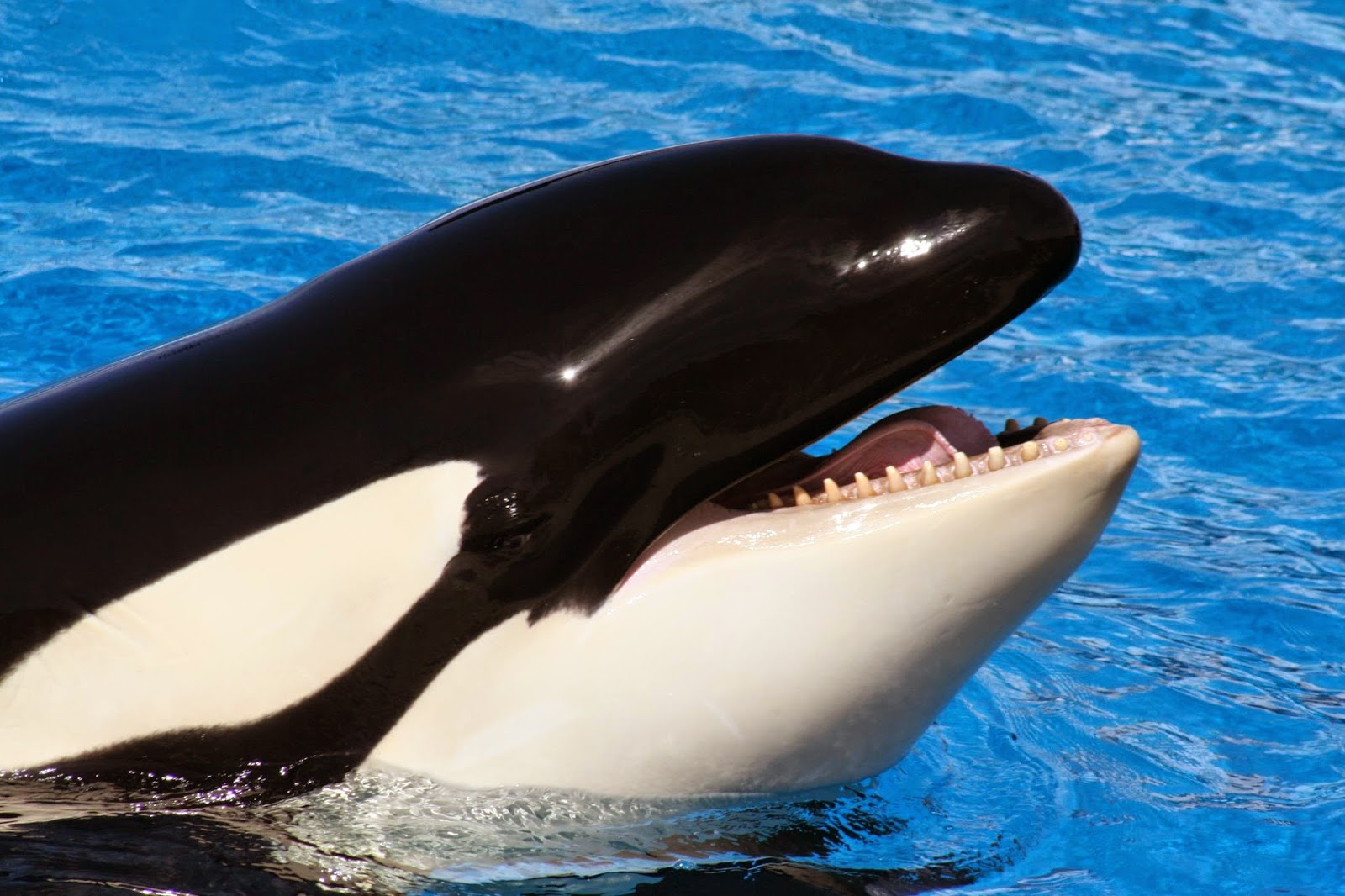 The Truth About "Blackfish": TIlikum's Innocence Regarding the Death of ...