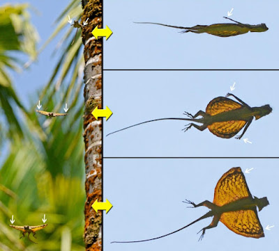 Species New to Science: [Herpetology • 2017] How Draco Lizards Fly: A ...