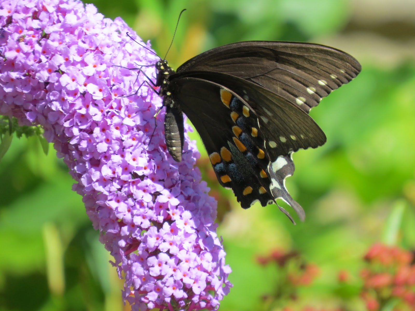 Things with Wings: Visit to Drumlin Farm Wildlife Sanctuary