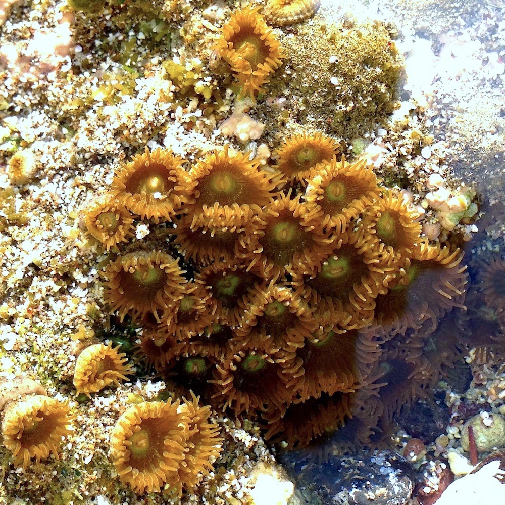 Rafael Microfauna Marina: Zoantharia (Cnidarios: Antozoos)