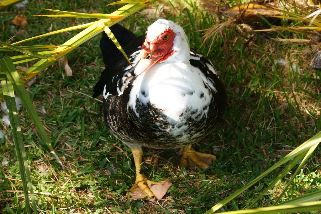 El gallifante mal llamado 'pato-pavo'