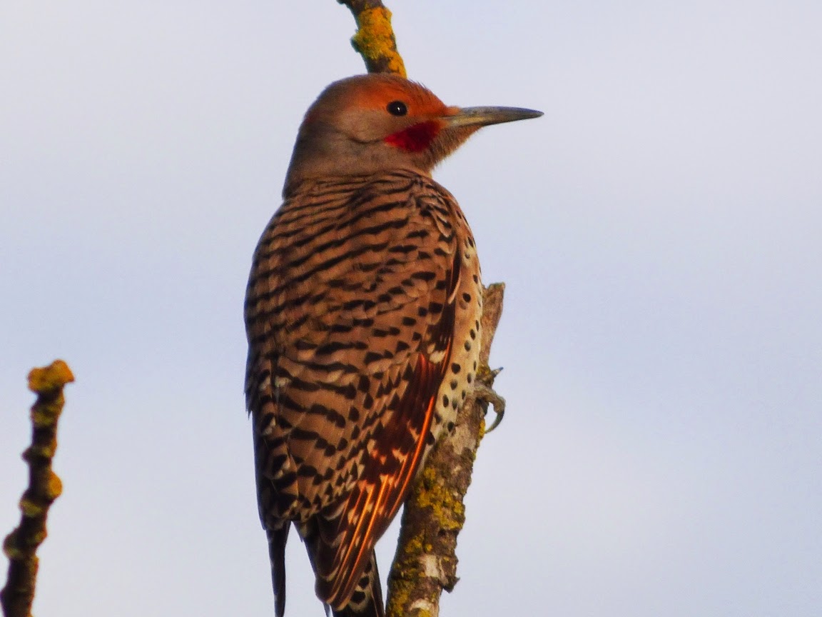 Geotripper's California Birds: Northern Flicker on the Tuolumne River ...