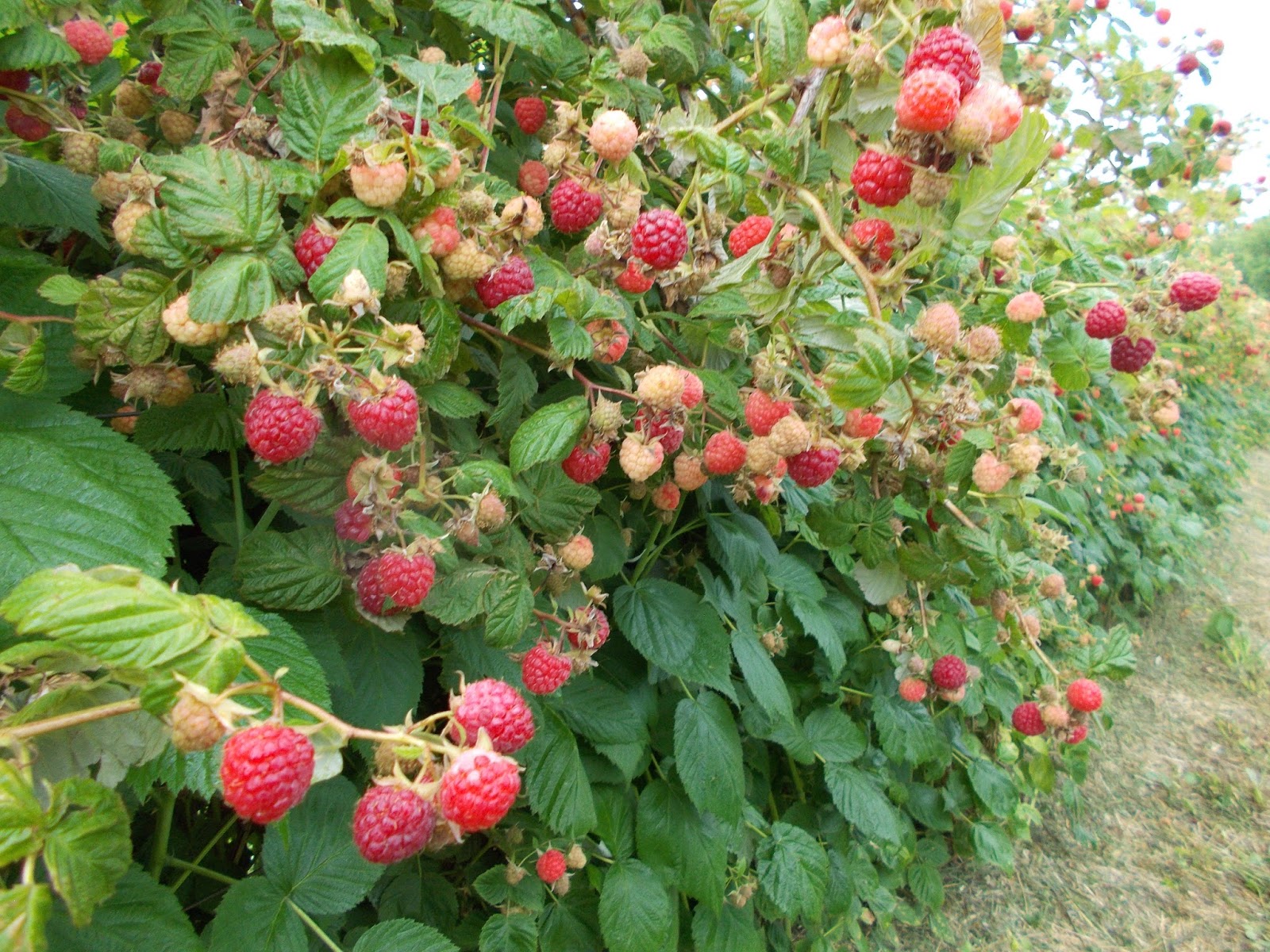 Brenda's Berries & Orchards: May 2017