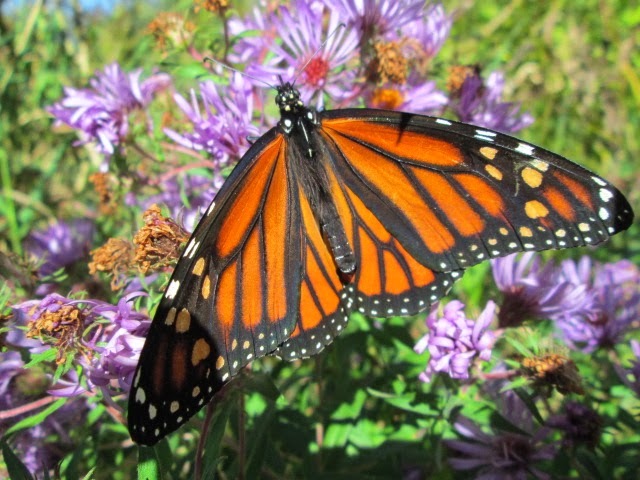 Nodding Onion Gardens: Butterfly Habitat