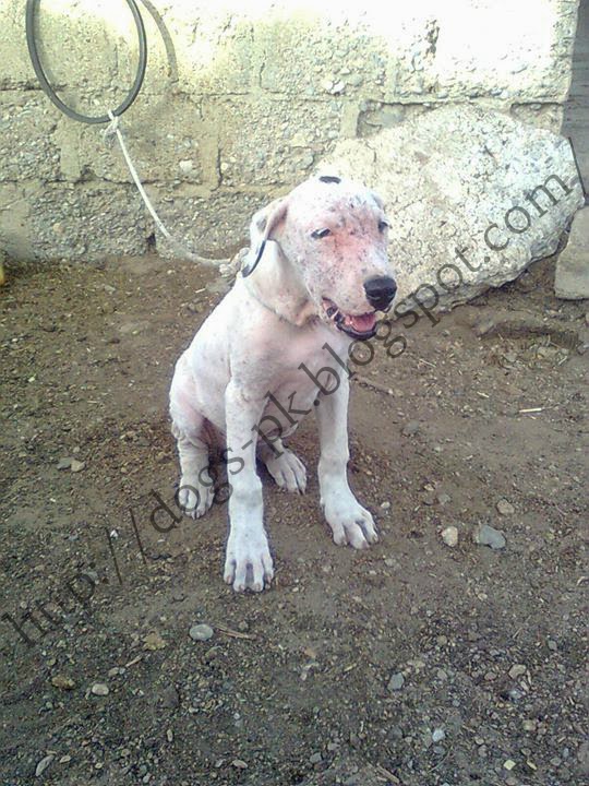 Pakistani Dog photos and Videos